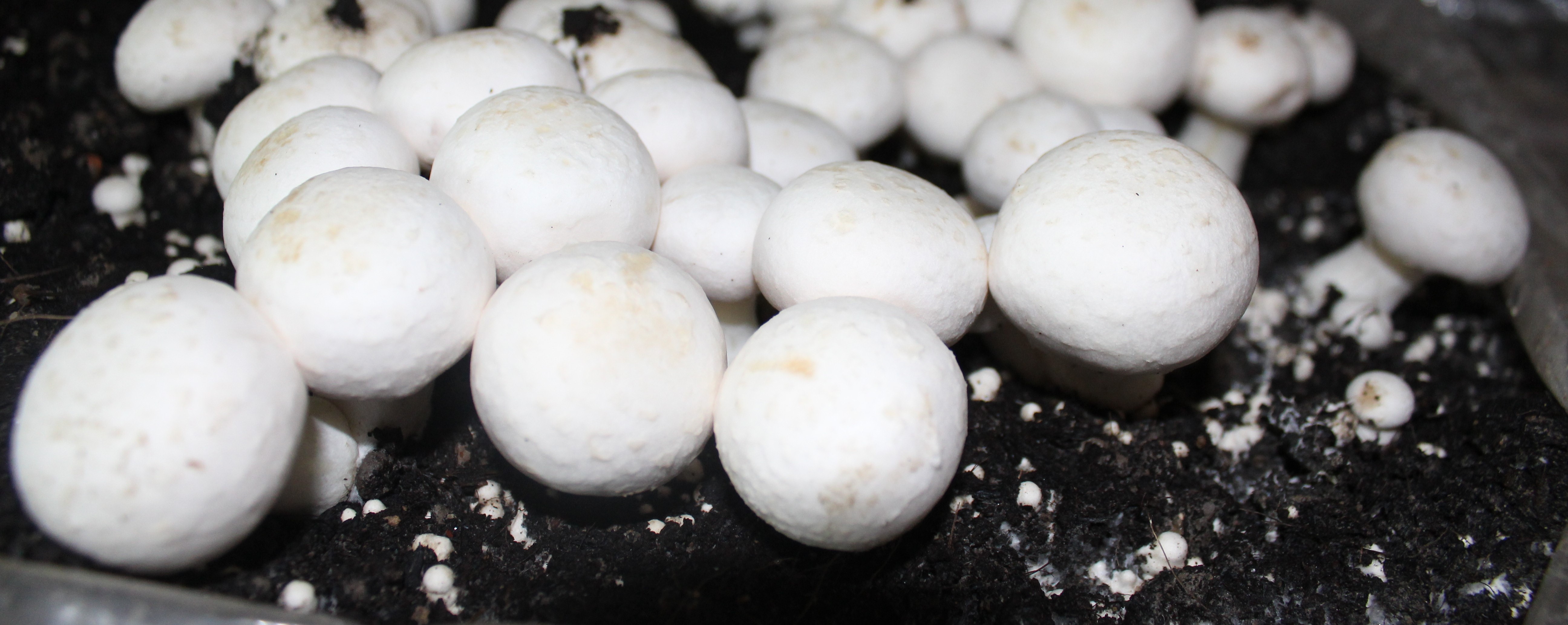 Mush Nepal: Mushroom Nepal, Mushroom Cultivation