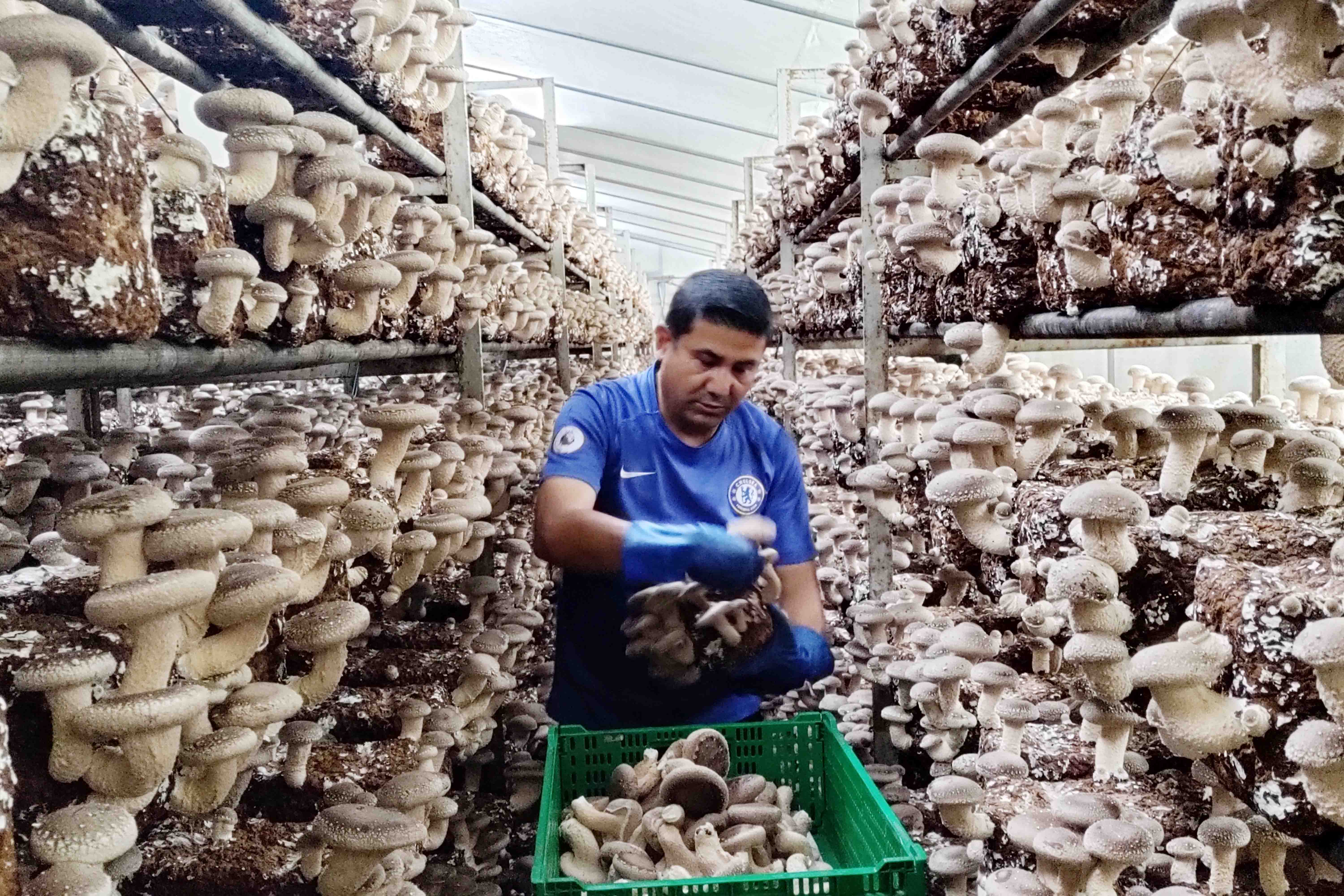 Mush Nepal: Mushroom Nepal, Mushroom Cultivation